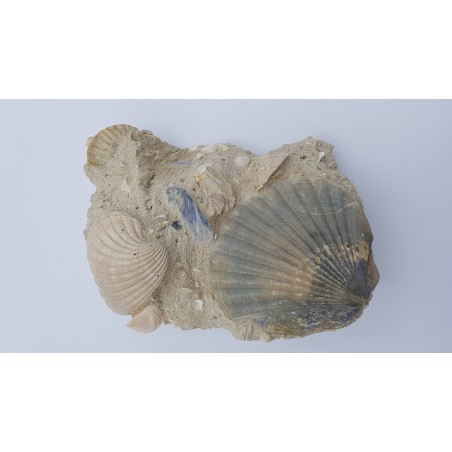 Pecten fossile