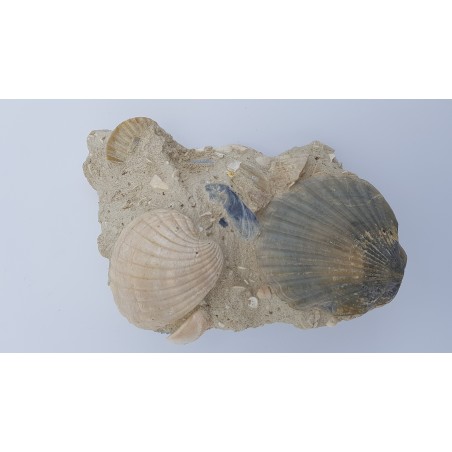 Pecten fossile
