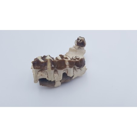 Jeune rhinocéros primitive fossile (Hyracodon. Sp)