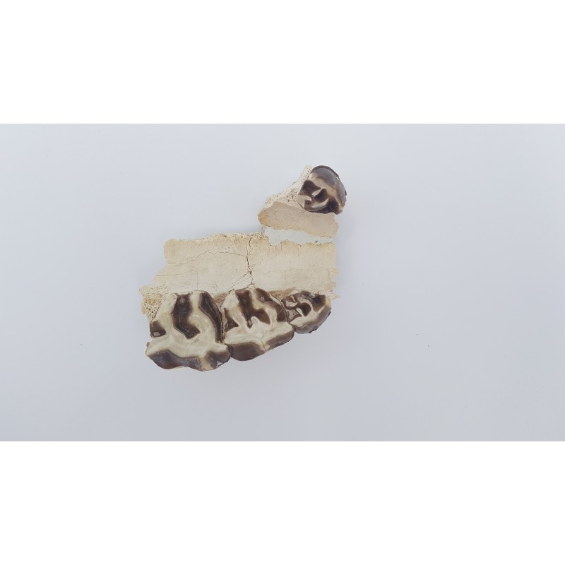 Jeune rhinocéros primitive fossile (Hyracodon. Sp)