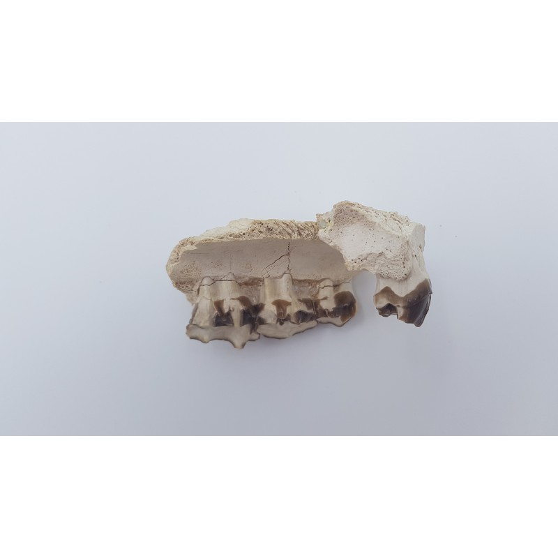 Jeune rhinocéros primitive fossile (Hyracodon. Sp)