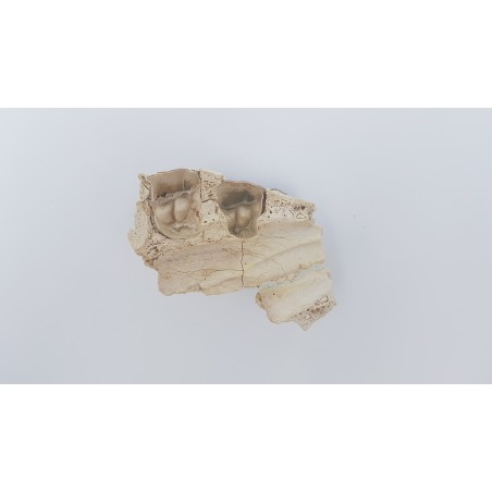 Jeune rhinocéros primitive fossile (Hyracodon. Sp)