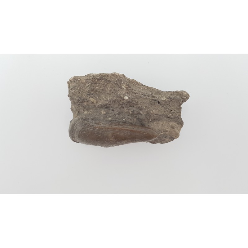 Tapir primitif (Lophiodon. sp)