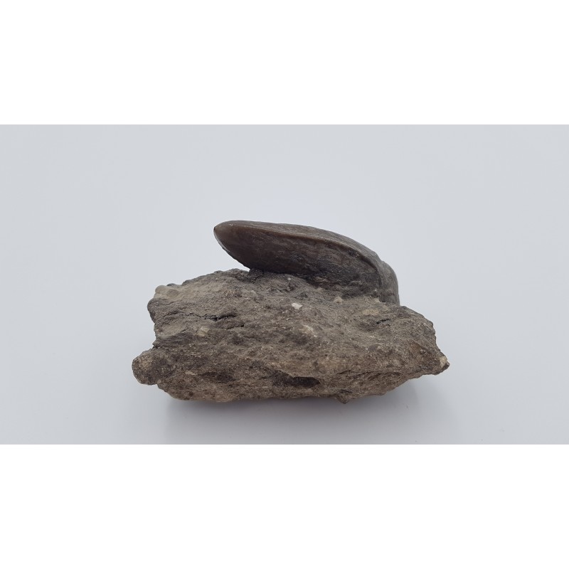 Tapir primitif (Lophiodon. sp)