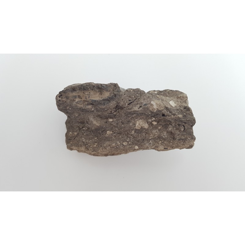 Tapir primitif (Lophiodon. sp)