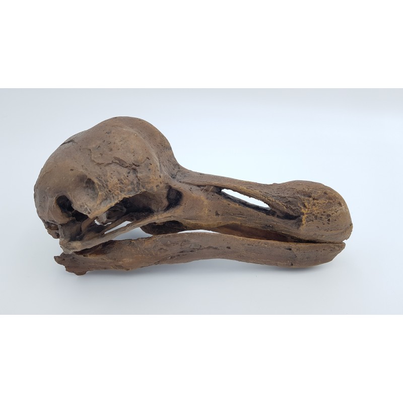 crâne de dodo (ou Dronte de Maurice) (Raphus cucullatus)