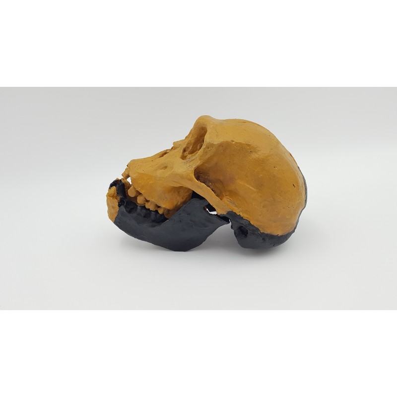 Australopithecus sediba