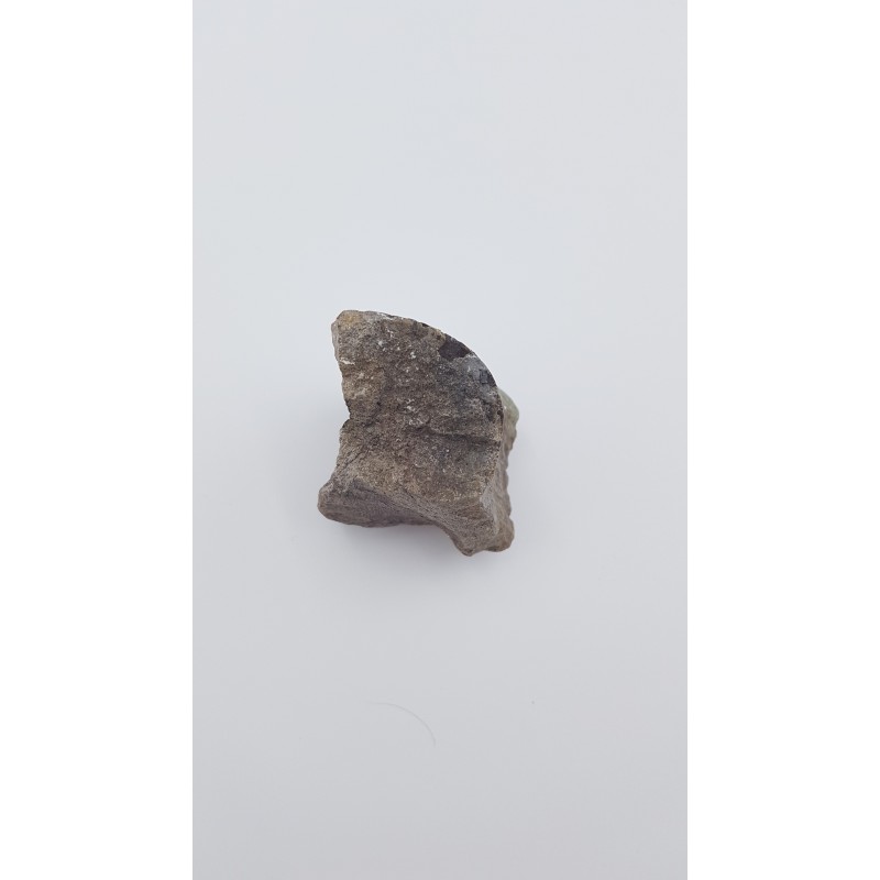 Hypacrosaurus (Hypacrosaurus) 2