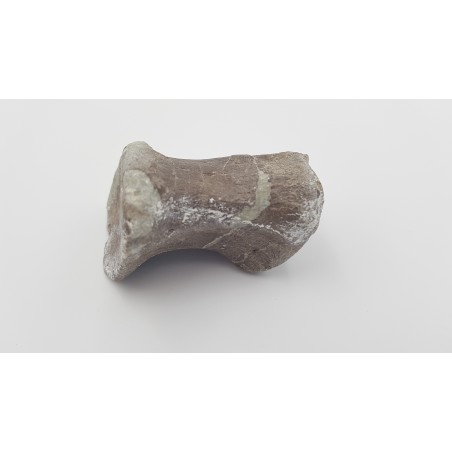 Hypacrosaurus (Hypacrosaurus) 2