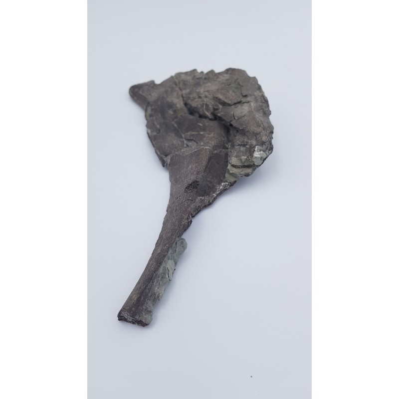 Hypacrosaurus (Hypacrosaurus) 3