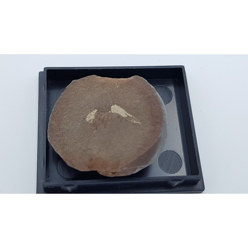 crevette Palaeocaris secretanae