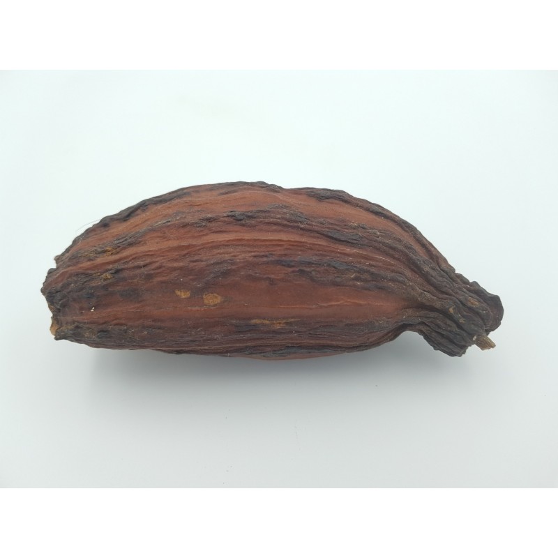 Cabosse, fruit du cacaoyer (Theobroma cacao)